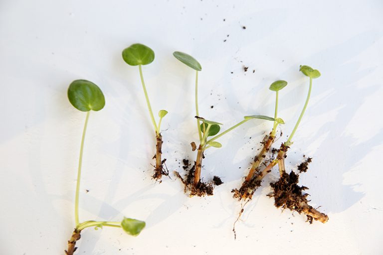 pflanzen-pilea-ufopflanze-geldbaum-stecklinge-ableger-1
