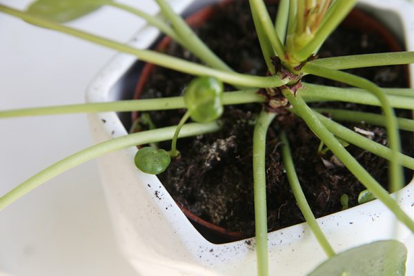 pflanzen-pilea-ufopflanze-geldbaum-stecklinge-ableger-2