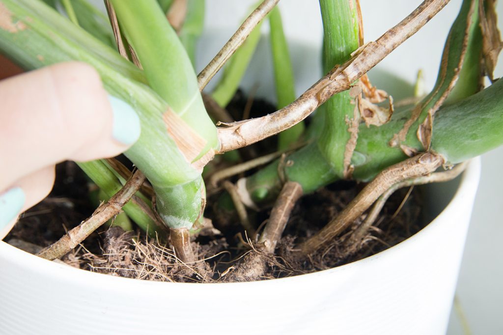 Fabelhafte Monstera Vermehren Luftwurzel Bilder